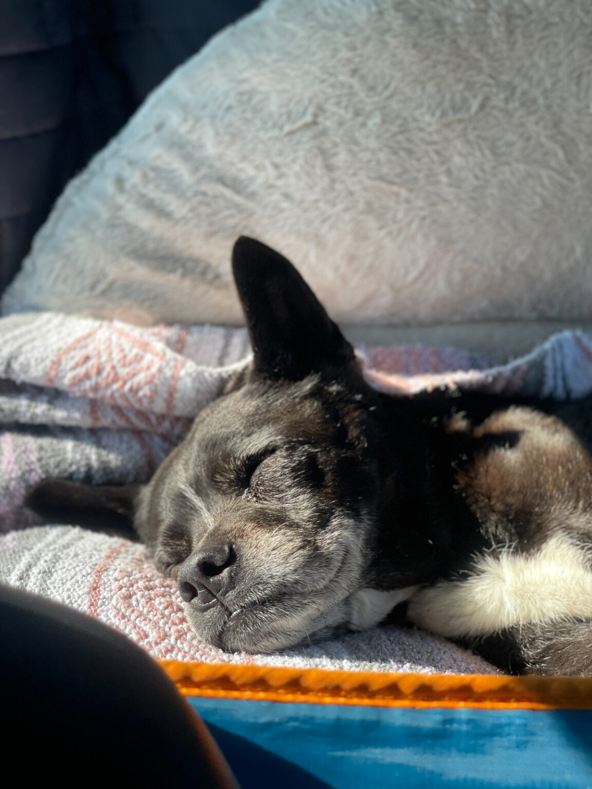 Lemon Rainbow Sprinkle Cookies | Baking the Goods